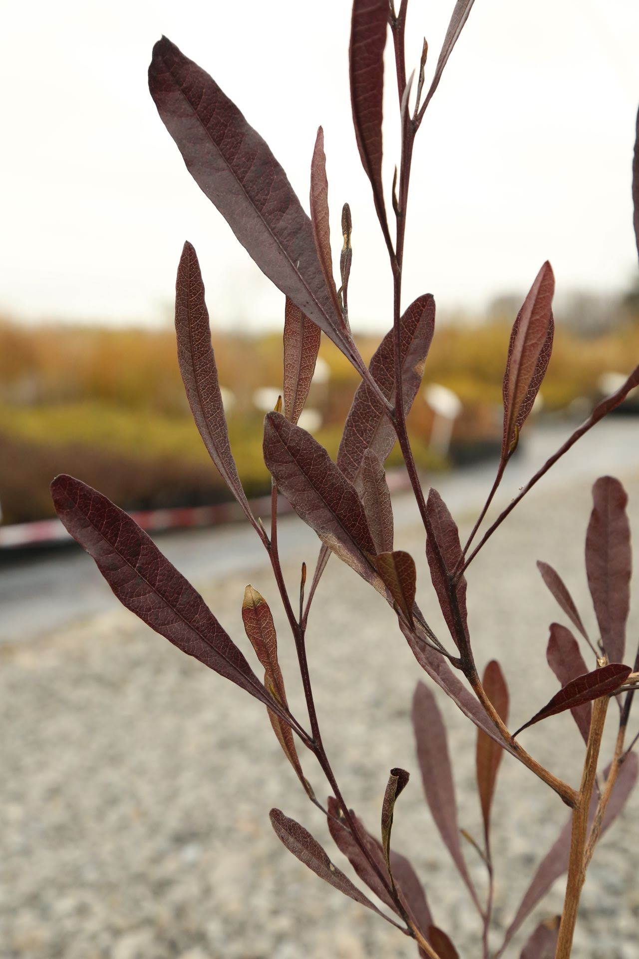 Dodonaea viscosa purpurea - Riverside Horticulture - Growing for large ...